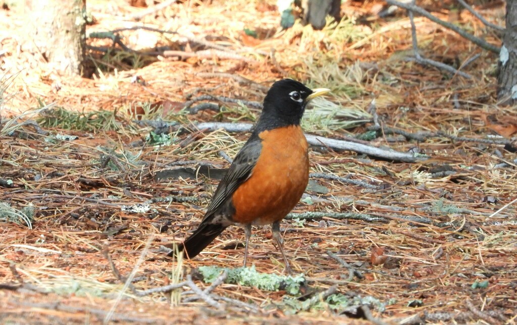 American Robin from Huamantla, Tlax., México on May 5, 2024 at 07:40 AM ...