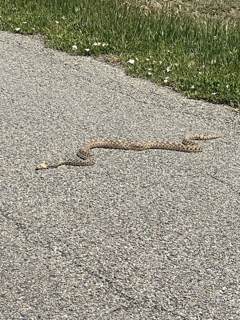 Gopher Snake from McAlister Refuge Hwy, Las Vegas, NM, US on May 15 ...