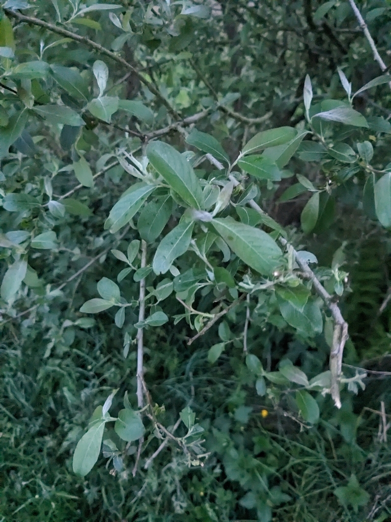 Rusty Willow from Bolton BL1 7PJ, UK on May 15, 2024 at 09:05 PM by Liz ...