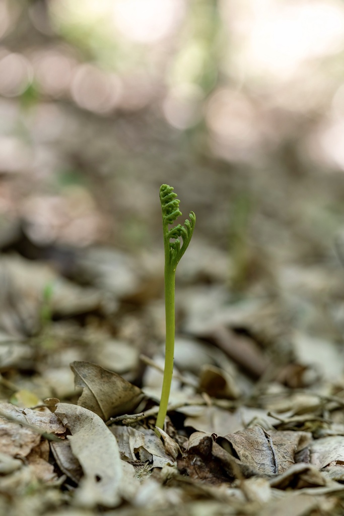 prairie moonwort in May 2024 by Mark. Same metapopulation first ...