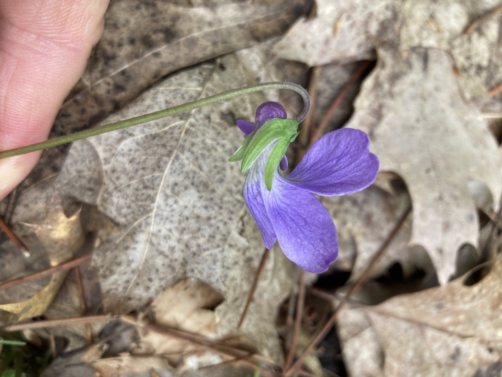 common blue violet from Simcoe County, ON, Canada on May 15, 2024 at 10 ...