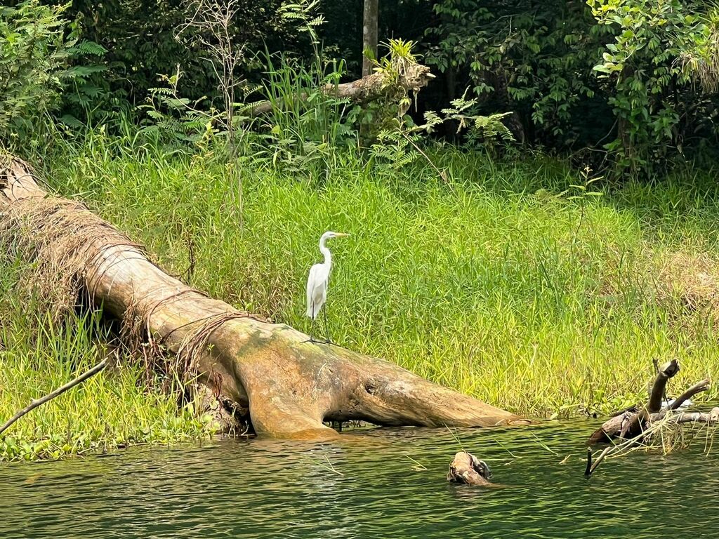 Great Egret from EL JARAL, Cortés, Honduras on May 9, 2024 at 12:48 PM ...