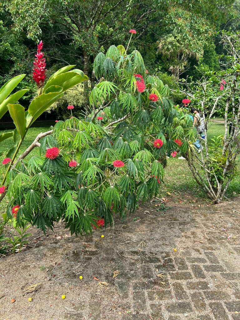Coralbush from EL JARAL, Cortés, Honduras on May 9, 2024 at 10:03 AM by ...
