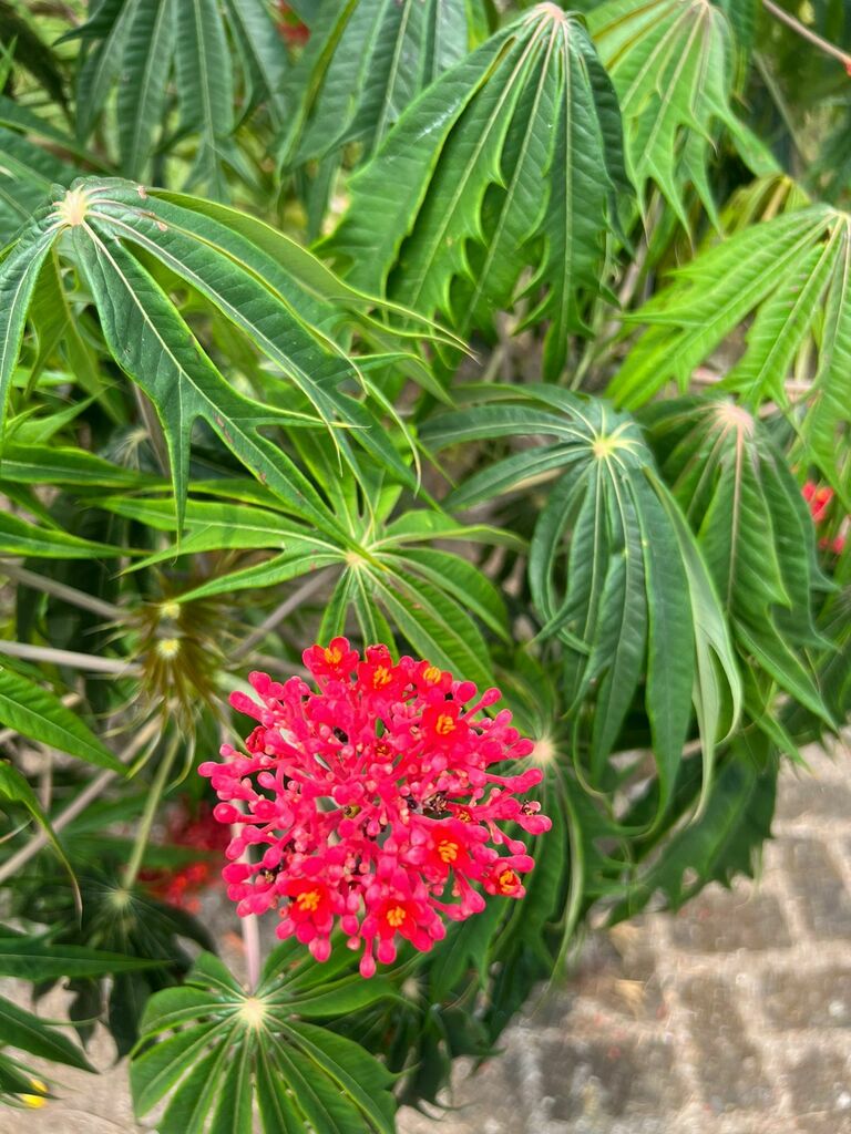 Coralbush from EL JARAL, Cortés, Honduras on May 9, 2024 at 10:03 AM by ...