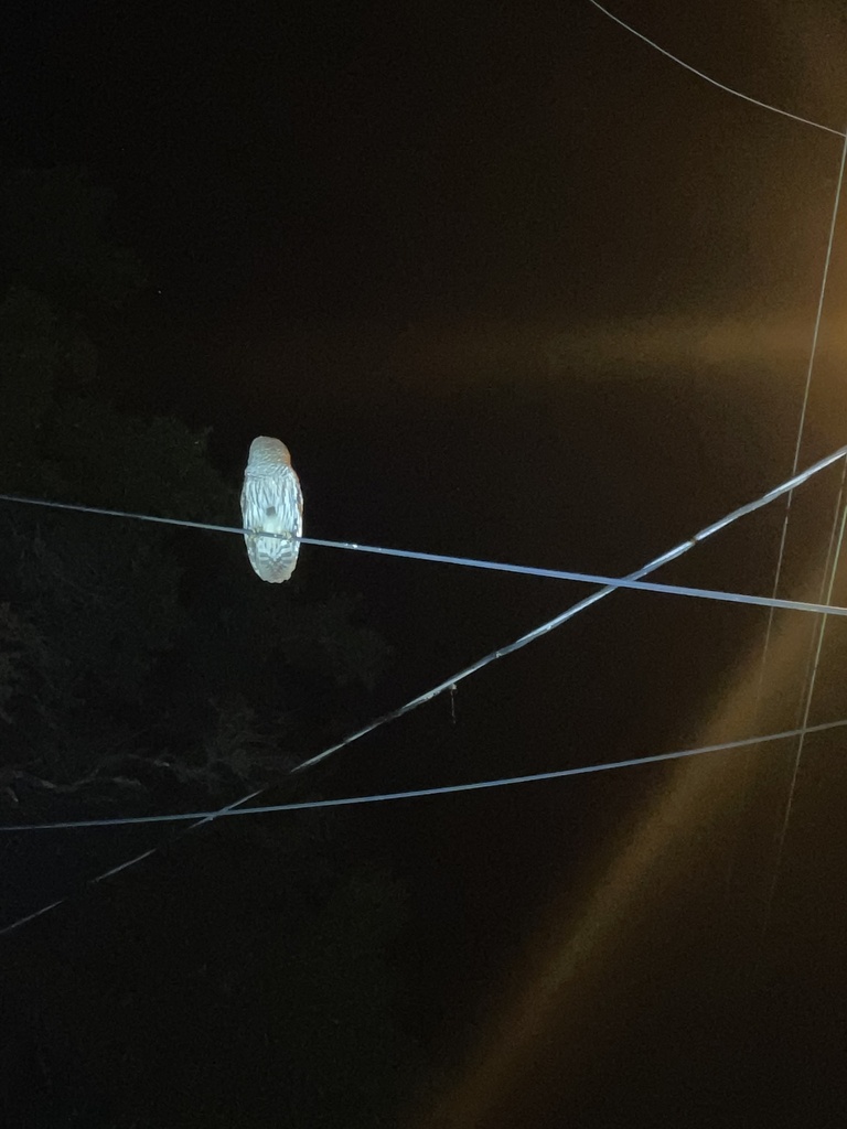 Barred Owl in May 2024 by Dylan Beck · iNaturalist