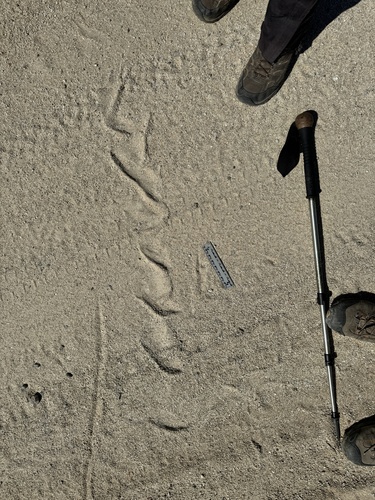 iNaturalist Tracking Database – NatureTracking