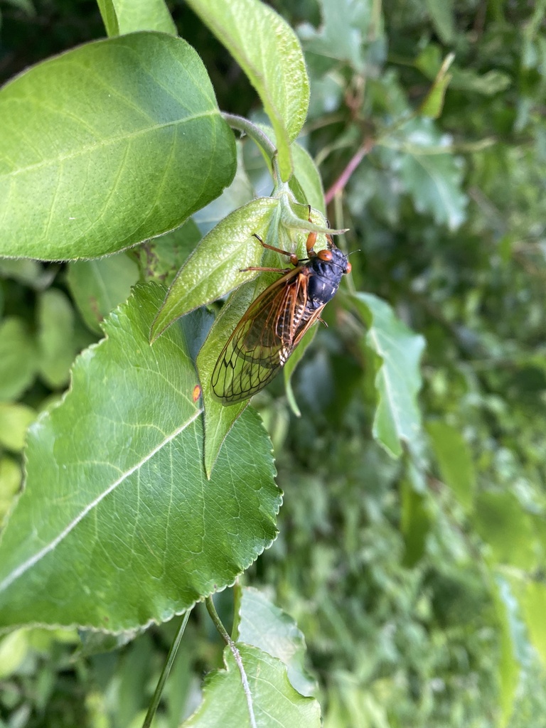 Periodical Cicadas from Officer Blake C Snyder Memorial Park, Green ...