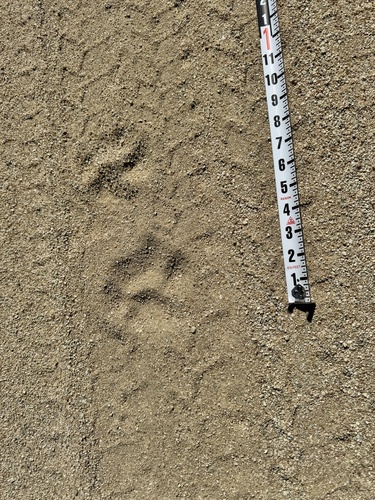 Mountain Lion Tracks – NatureTracking