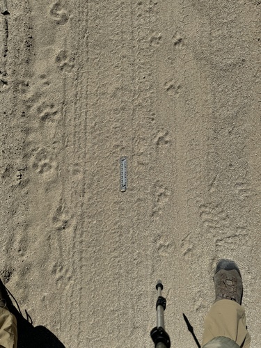 Mountain Lion Tracks – NatureTracking