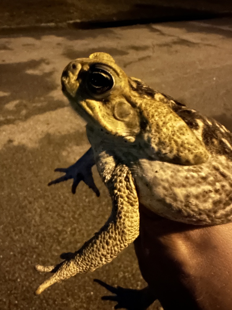 Giant Toad in May 2024 by eric_eversole · iNaturalist