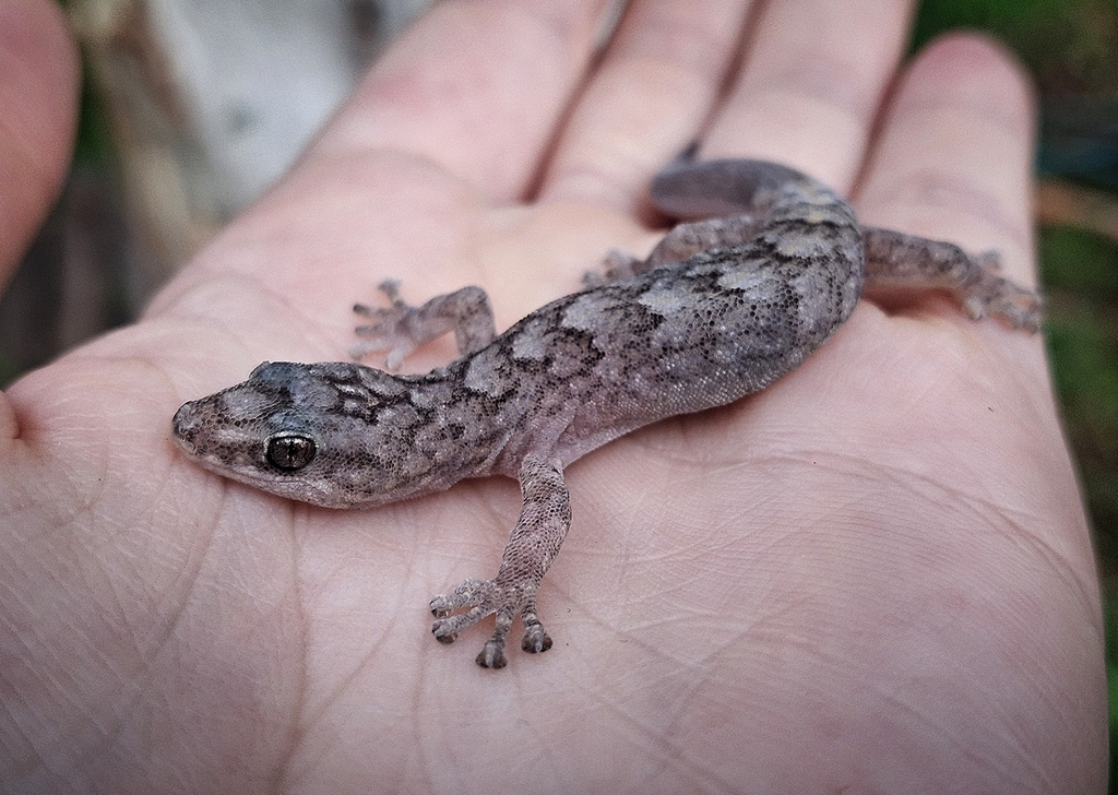 Southern Marbled Gecko from Stony Creek Rd/Research-Warrandyte Rd ...