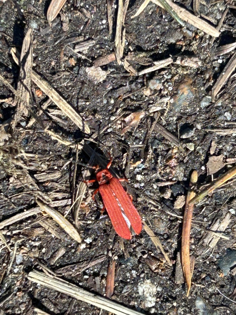 Water, Rove, Scarab, Long-horned, Leaf, and Snout Beetles from Quadra ...