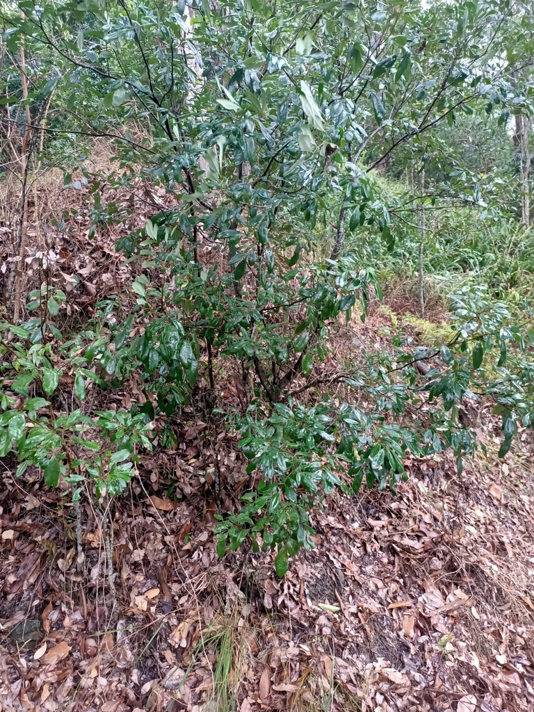 Guioa from Whiteside QLD 4503, Australia on May 16, 2024 at 10:44 AM by ...