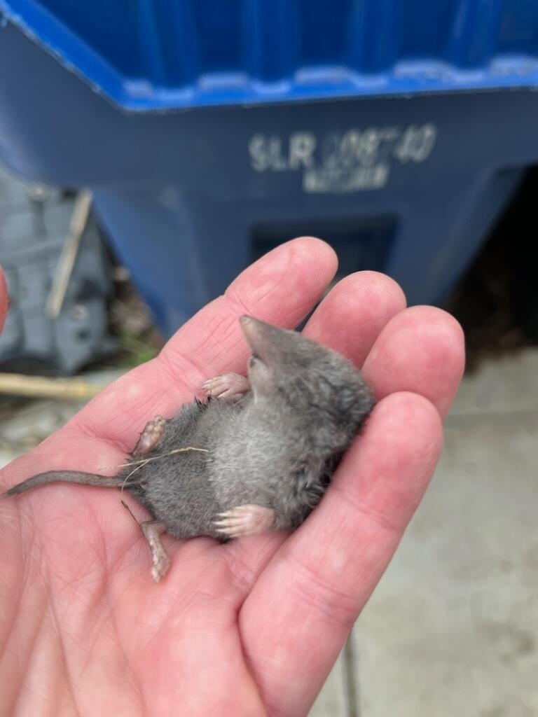 Elliot's Short-tailed Shrew from Barker, Lawrence, KS, USA on May 15 ...
