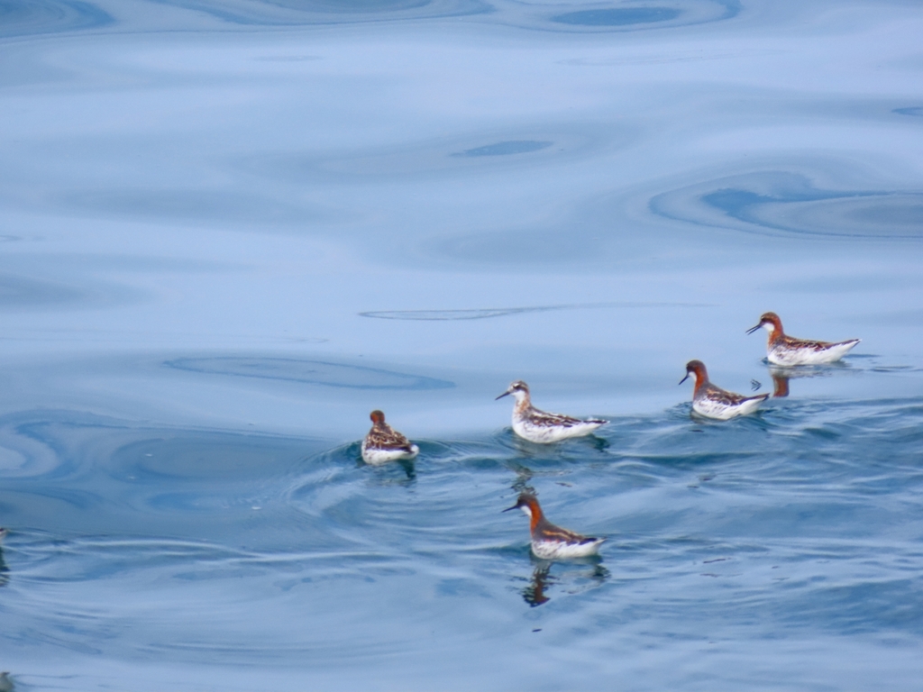 Red-necked Phalarope from 南沙群島 on May 12, 2024 at 09:34 AM by Ho Sze Ching · iNaturalist