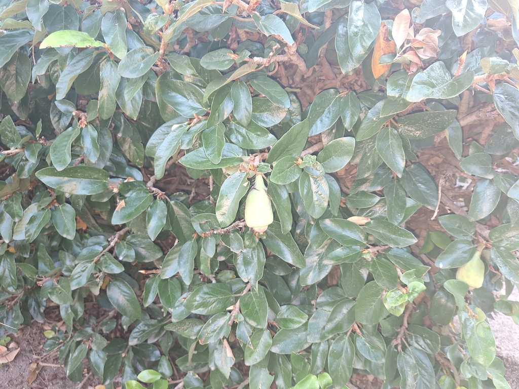Climbing fig from Renosterkop AH, South Africa on May 16, 2024 at 07:19 ...