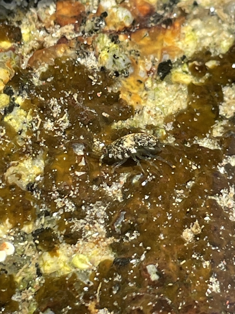 Hyalidae from Bass Strait, Frankston South, VIC, AU on May 16, 2024 at ...
