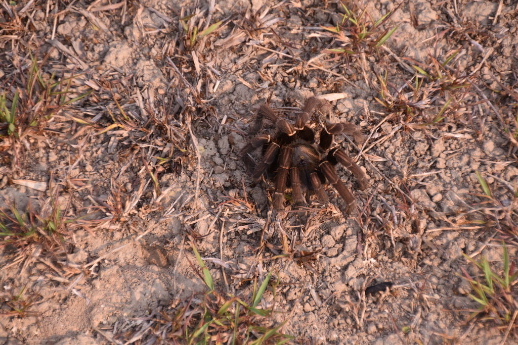 Southeast Asian Tarantulas from Cha Lae, Thong Pha Phum District ...