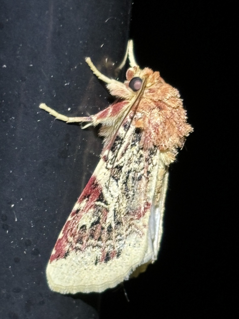Lily Caterpillar Moth from Woolshed Creek Rd, Tallegalla, QLD, AU on ...