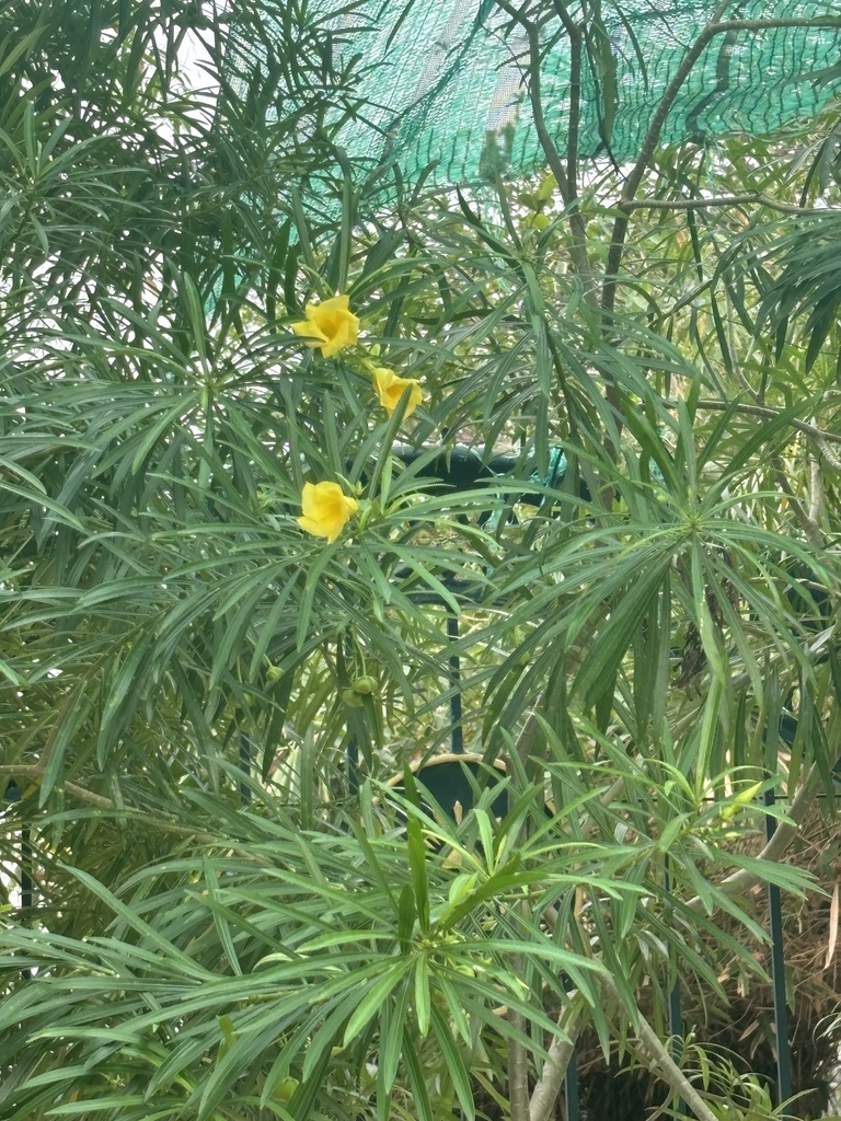 Be-still tree from ซอย ร่มเกล้า 23 แยก 1-2, กรุงเทพมหานคร ...