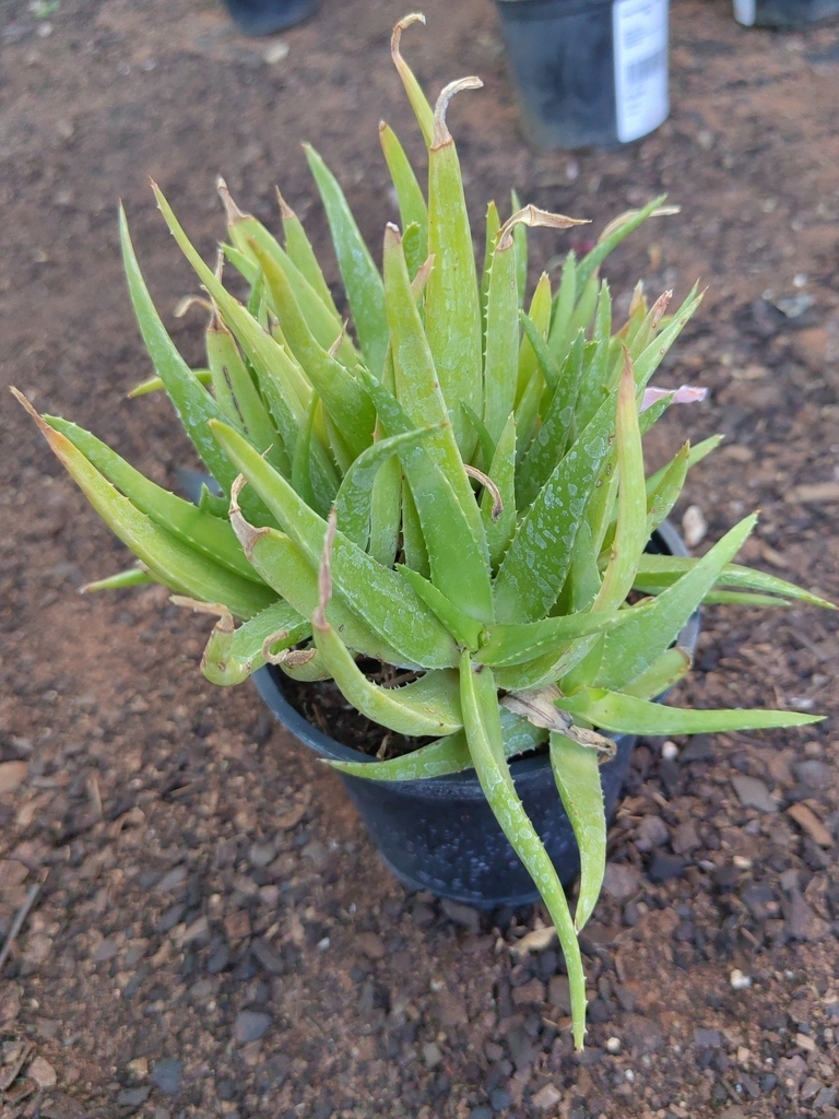 Fence Aloe from Frances Baard, ZA-NC, ZA on May 14, 2024 at 04:11 PM by ...