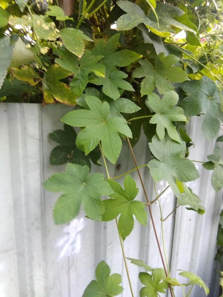 Japanese Hops from 251台灣新北市淡水區大庄里 on May 16, 2024 at 06:16 PM by ...