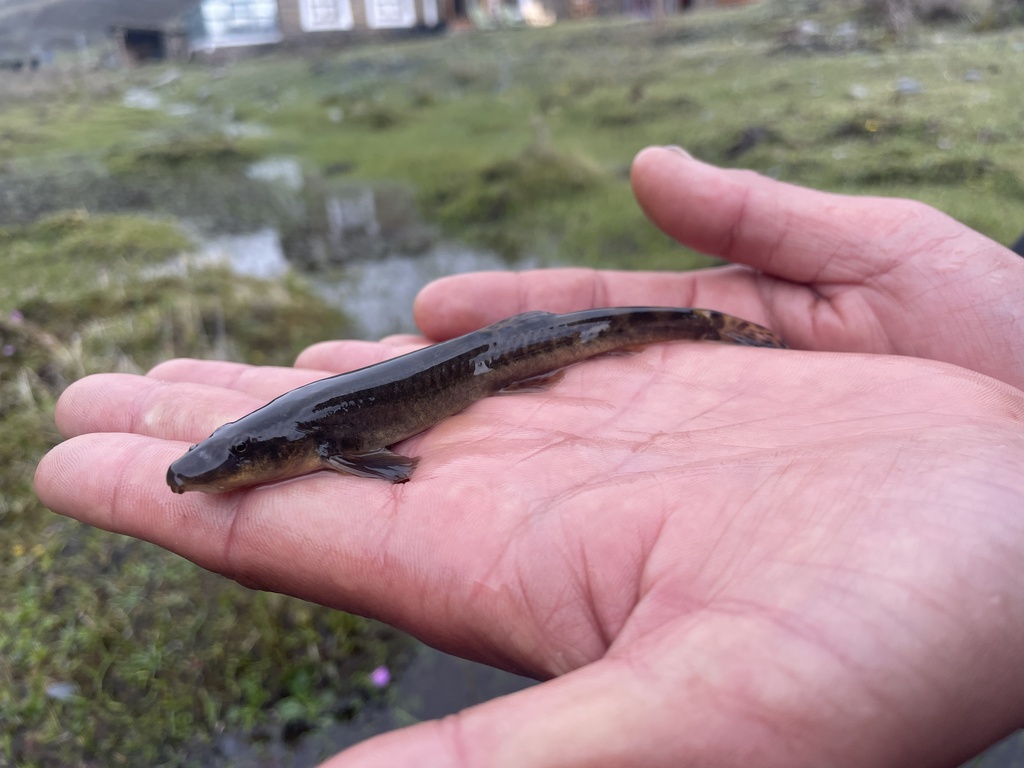 (Triplophysa xichangensis) - Marine Life Identification