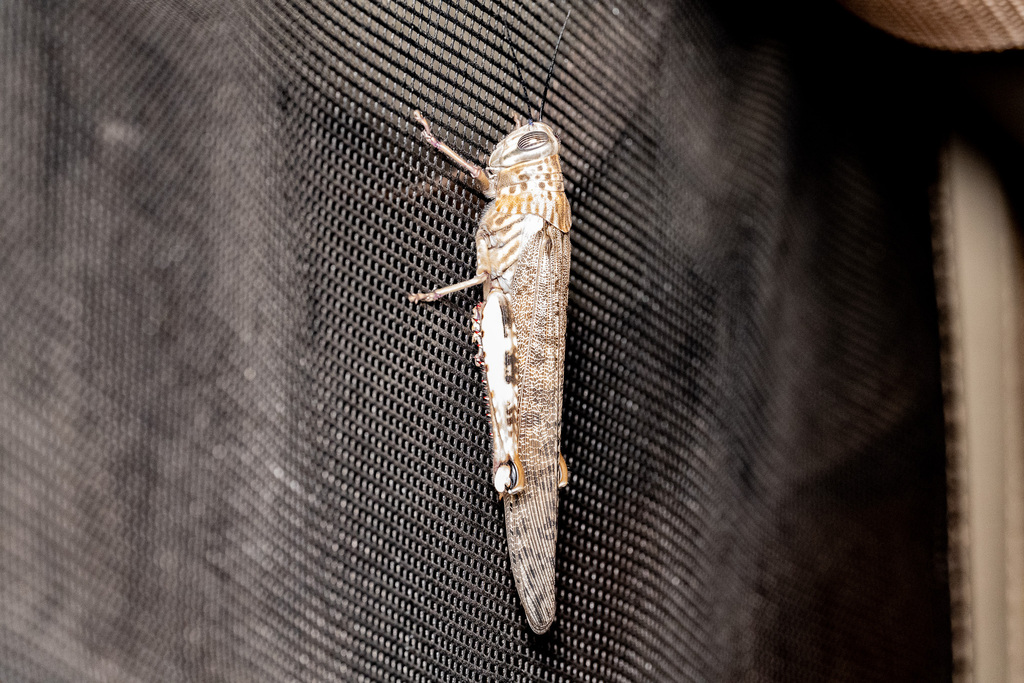 Tree Locust from Onguma, Namibie on May 15, 2024 at 08:17 PM by Octave ...