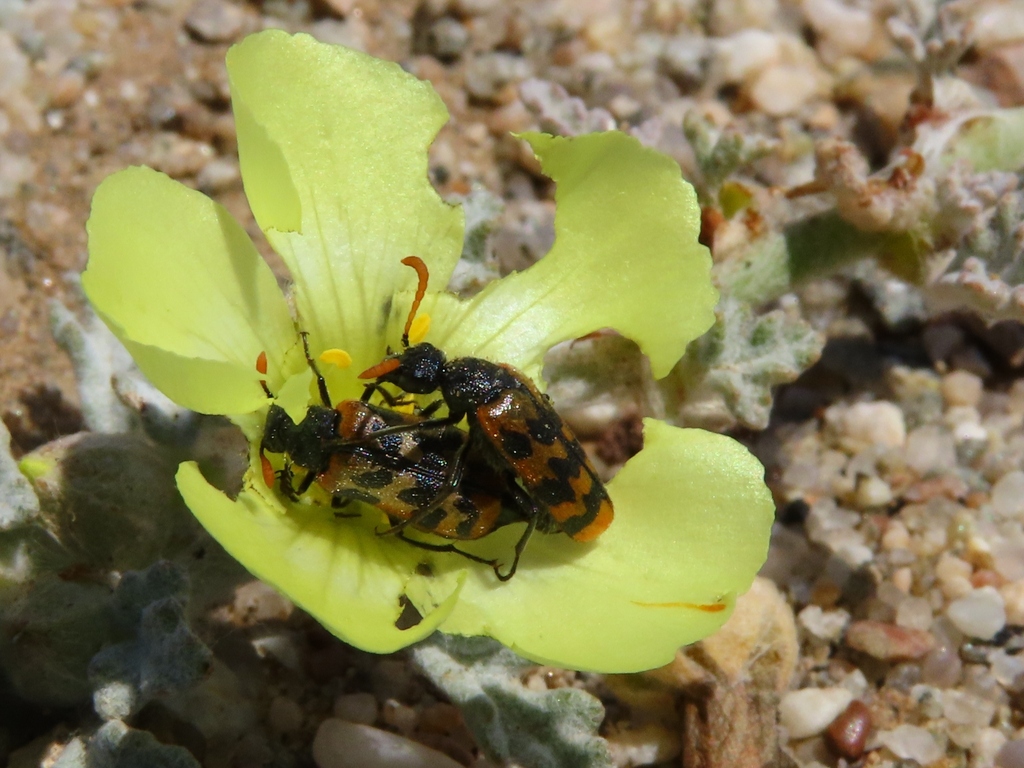Hycleus matabele from Karas Region, Namibia on October 3, 2023 at 12:28 ...