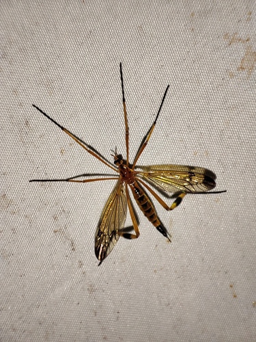 Observations by fengxueyu · iNaturalist