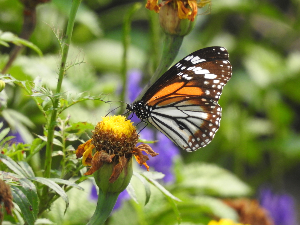 White Tiger Butterfly from Bally, West Bengal 743370, India on February ...