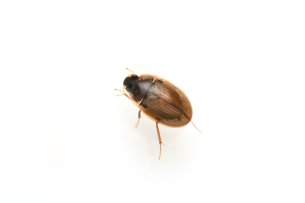 Enochrus simulans from Anheung-myeon, Hoengseong-gun, Gangwon-do, South ...