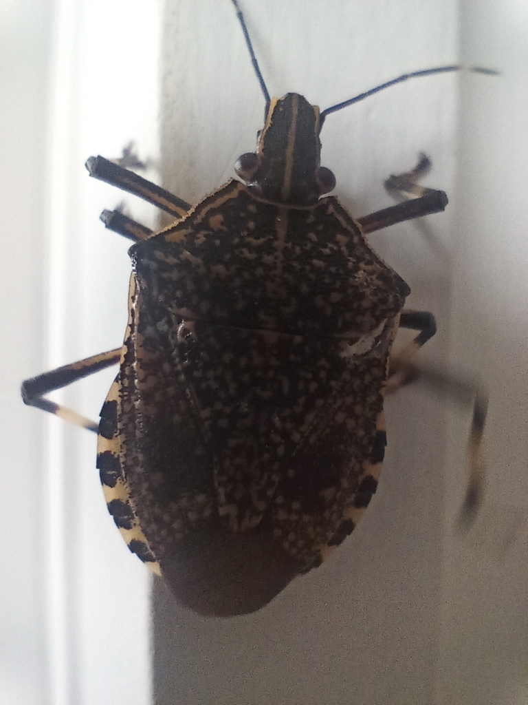 Yellow-spotted Stink Bug from Santos - SP, 11065, Brasil on May 15 ...