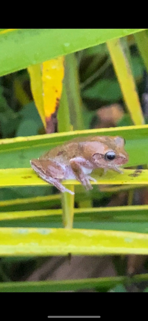 Pine Woods Tree Frog from Kissimmee, FL, US on May 16, 2024 at 06:52 AM ...