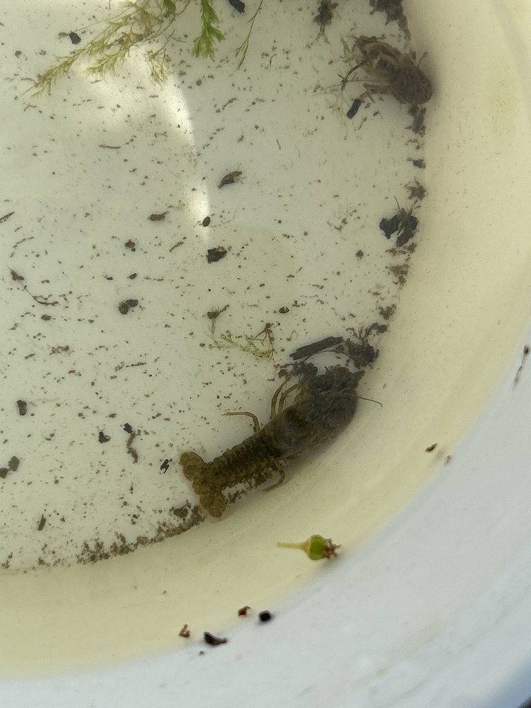 Northern Clearwater Crayfish from Erindale Park, Mississauga, ON, CA on ...