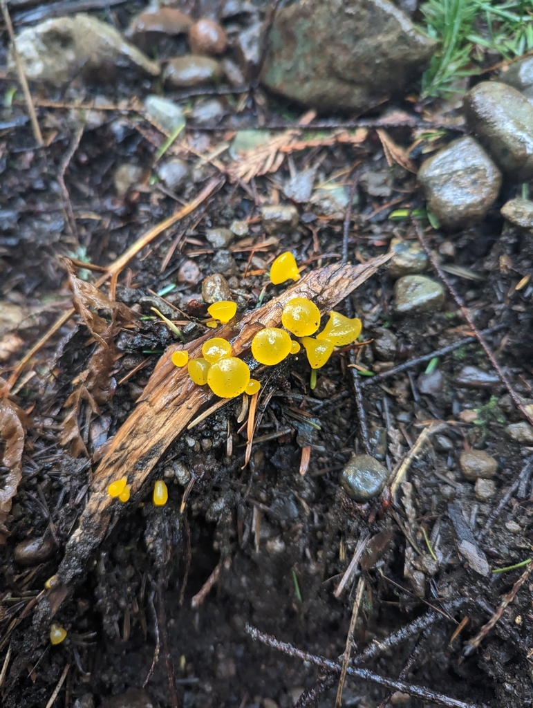 alpine jelly cone from Issaquah, WA, USA on May 6, 2023 at 06:38 AM by ...