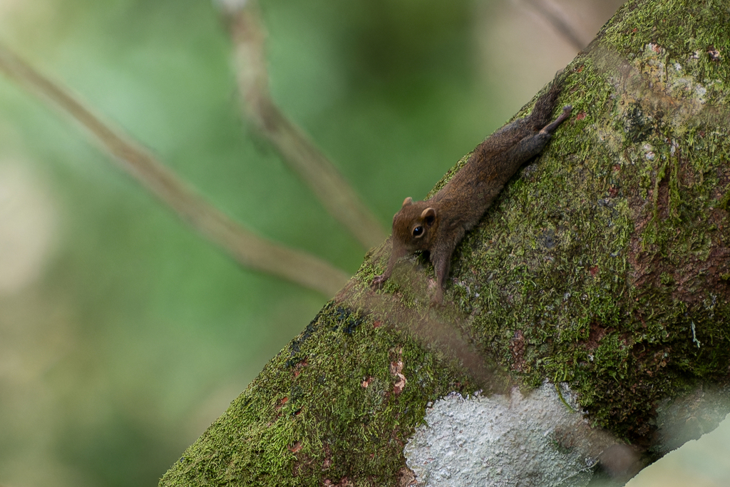 Least Pygmy Squirrel in April 2024 by Andaman Kaosung · iNaturalist