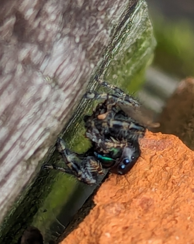 Bold Jumping Spider from Tower City, PA 17980, USA on May 16, 2024 at ...