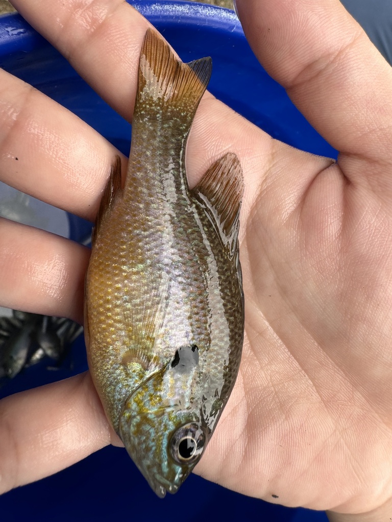 Plains Longear Sunfish from Comal County, US-TX, US on May 16, 2024 at ...