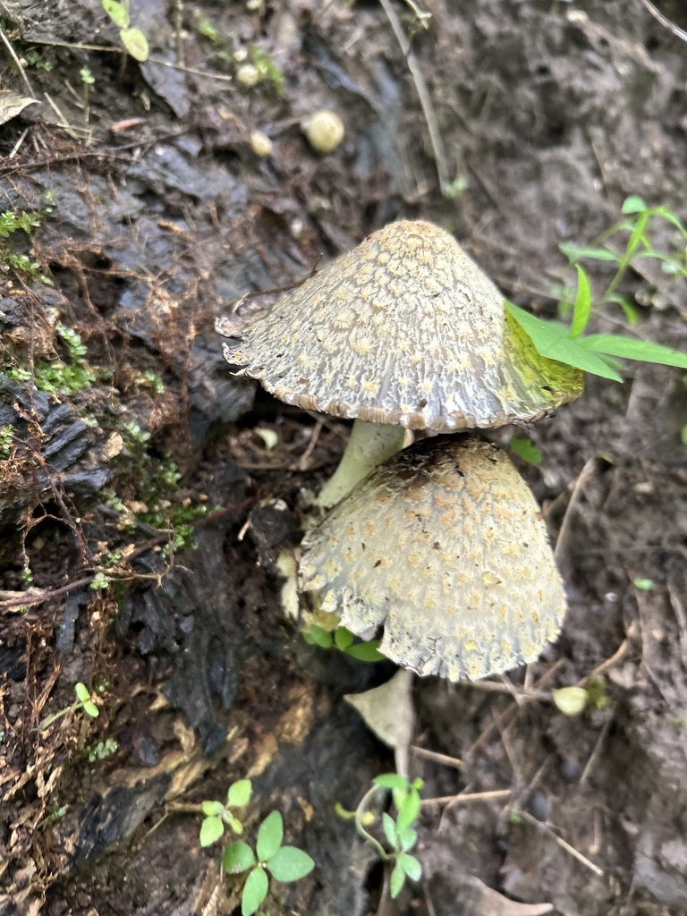 scaly ink cap from Creve Coeur Park, Maryland Heights, MO, US on May 15 ...