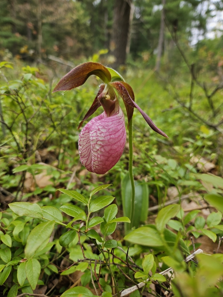 pink lady's slipper from Monroe Township, MI, USA on May 16, 2024 at 01 ...