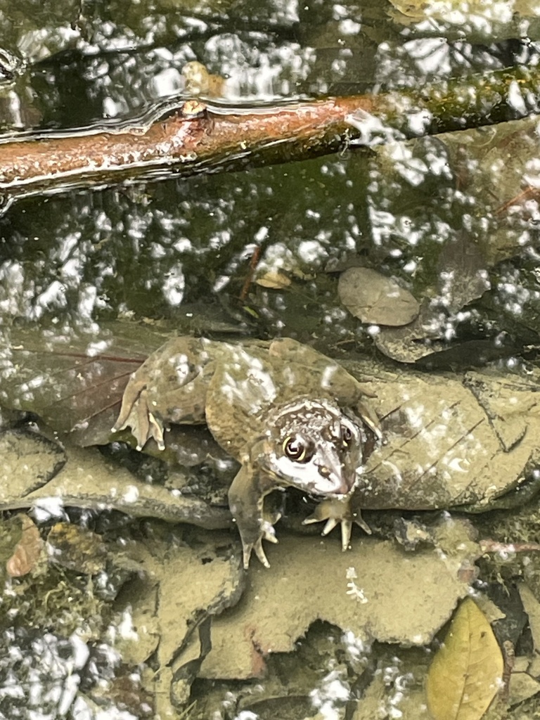 East Asian Bullfrog from Centenary Park, Bangkok, Bangkok, TH on May 16 ...