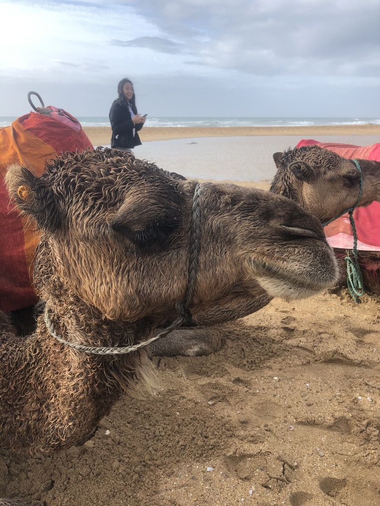 Dromedary Camel from Bay of Gibraltar, ES on November 22, 2019 at 11:12 ...