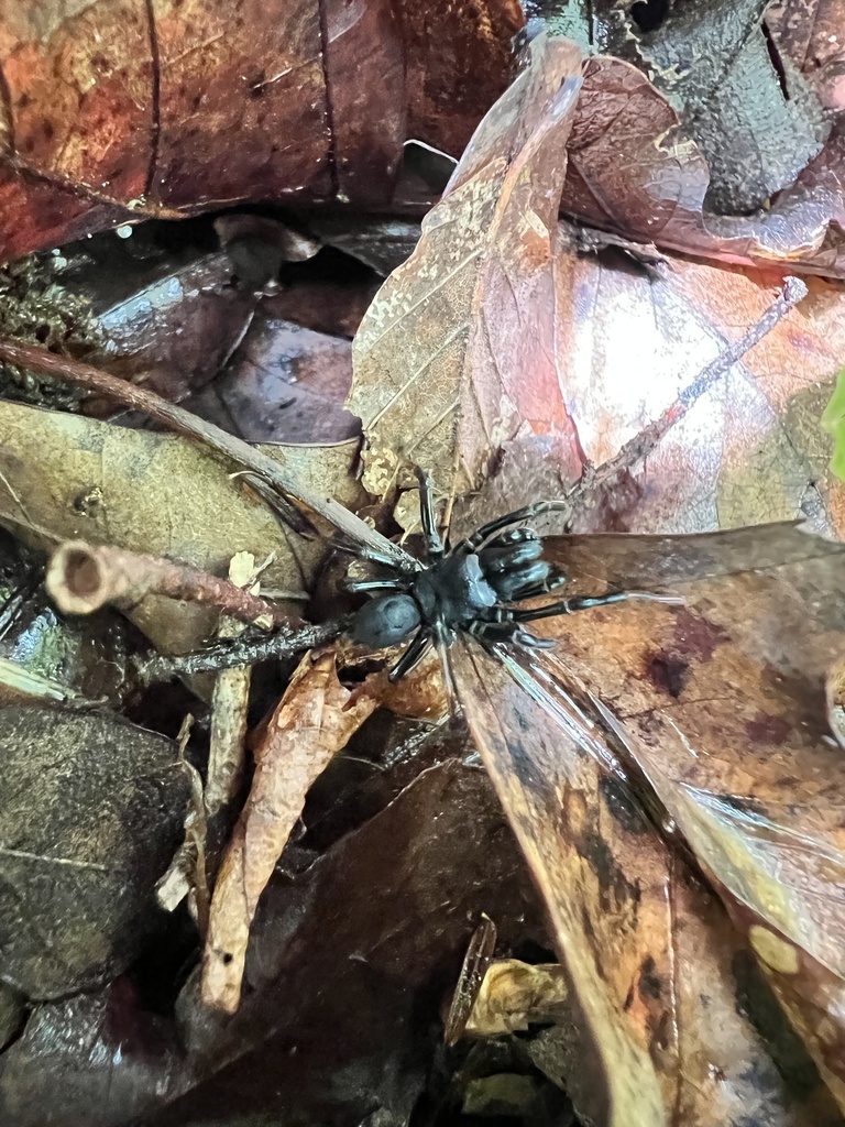 Atlantic Purseweb Spider in May 2024 by Hamilton · iNaturalist