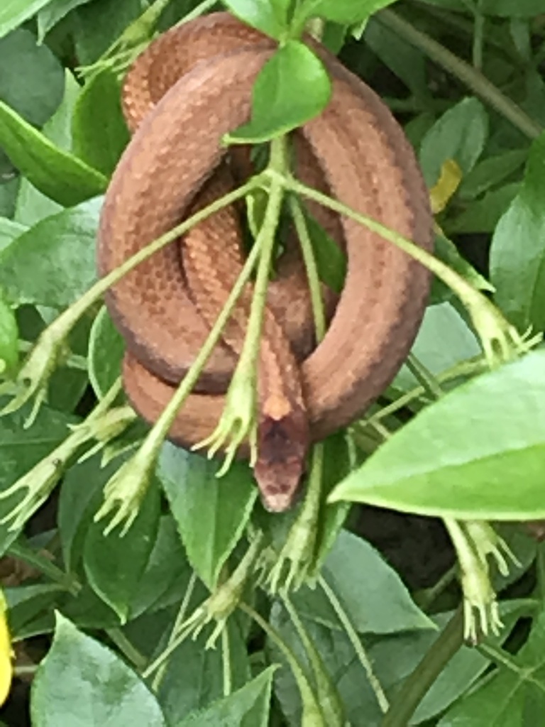 Red-bellied Snake in May 2024 by sammyisafuzzydog · iNaturalist