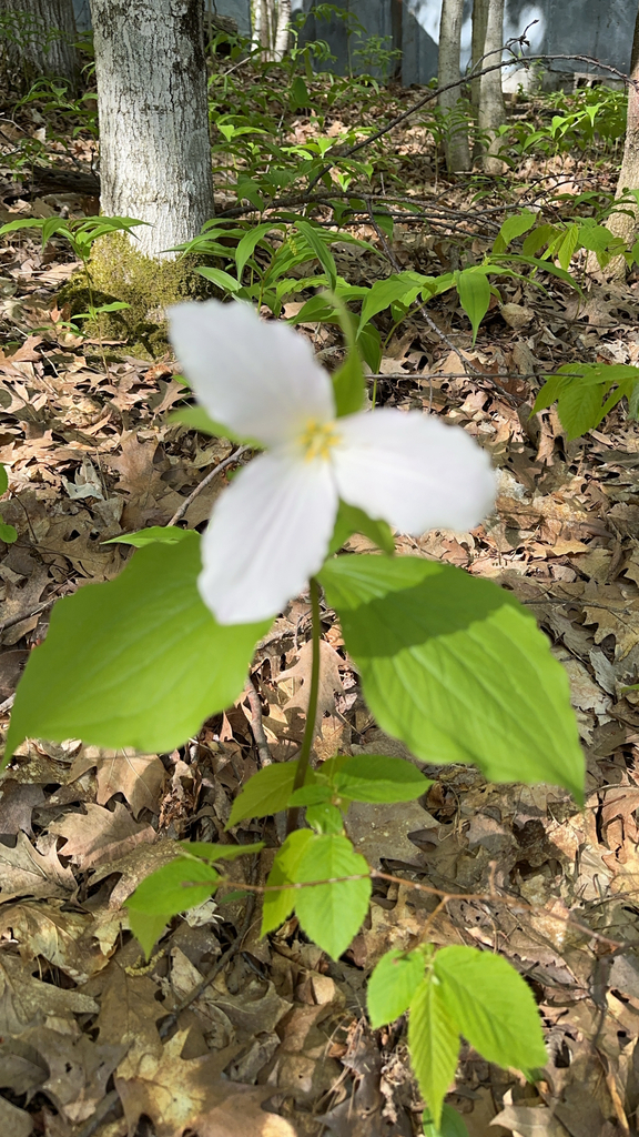 large white trillium from Pellston on May 16, 2024 at 09:25 AM by ...