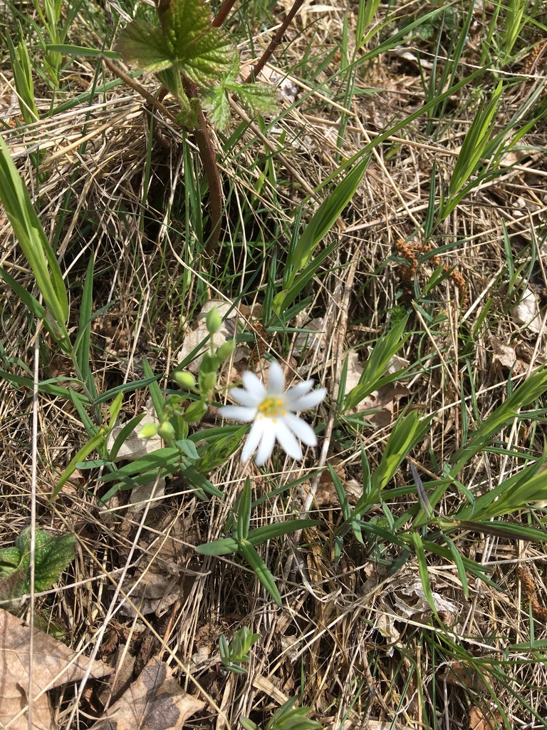 greater stitchwort from Žďár nad Sázavou, CZ-JK, CZ on May 7, 2019 at ...