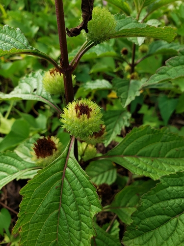 false ironwort (Hyptis capitata) · iNaturalist United Kingdom