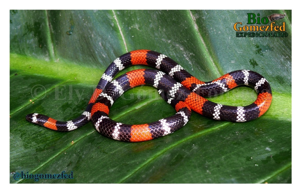 Pygmy Coralsnake (Micrurus dissoleucus) - Snakes and Lizards