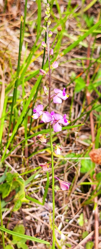 Showy milkwort from West Palm Beach, FL 33413, USA on May 16, 2024 at ...
